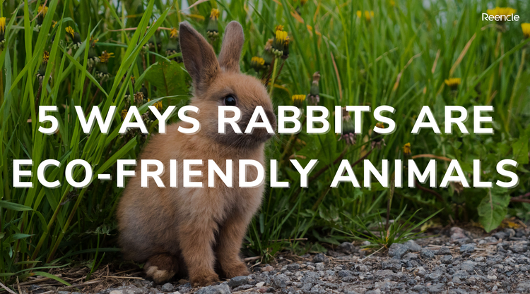 5 Ways Rabbits Are Eco-Friendly Animals | Reencle Malaysia